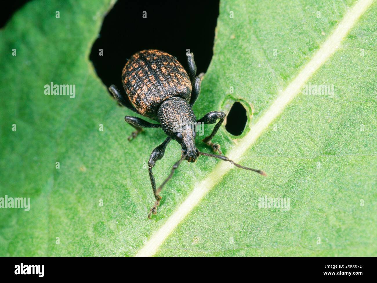 Leaf eating insects hi-res stock photography and images - Alamy