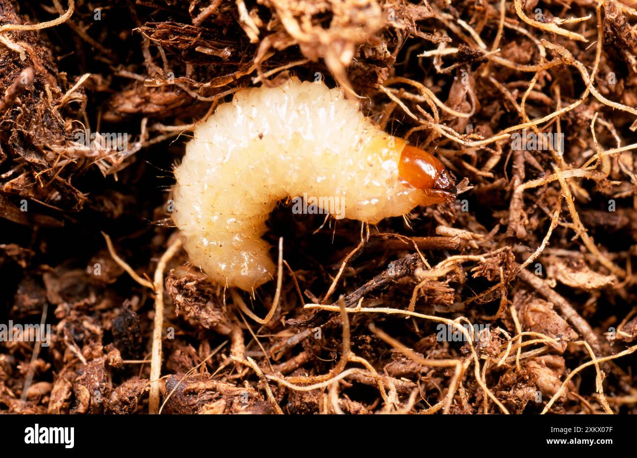 VINE WEEVIL - LARVA Stock Photo - Alamy