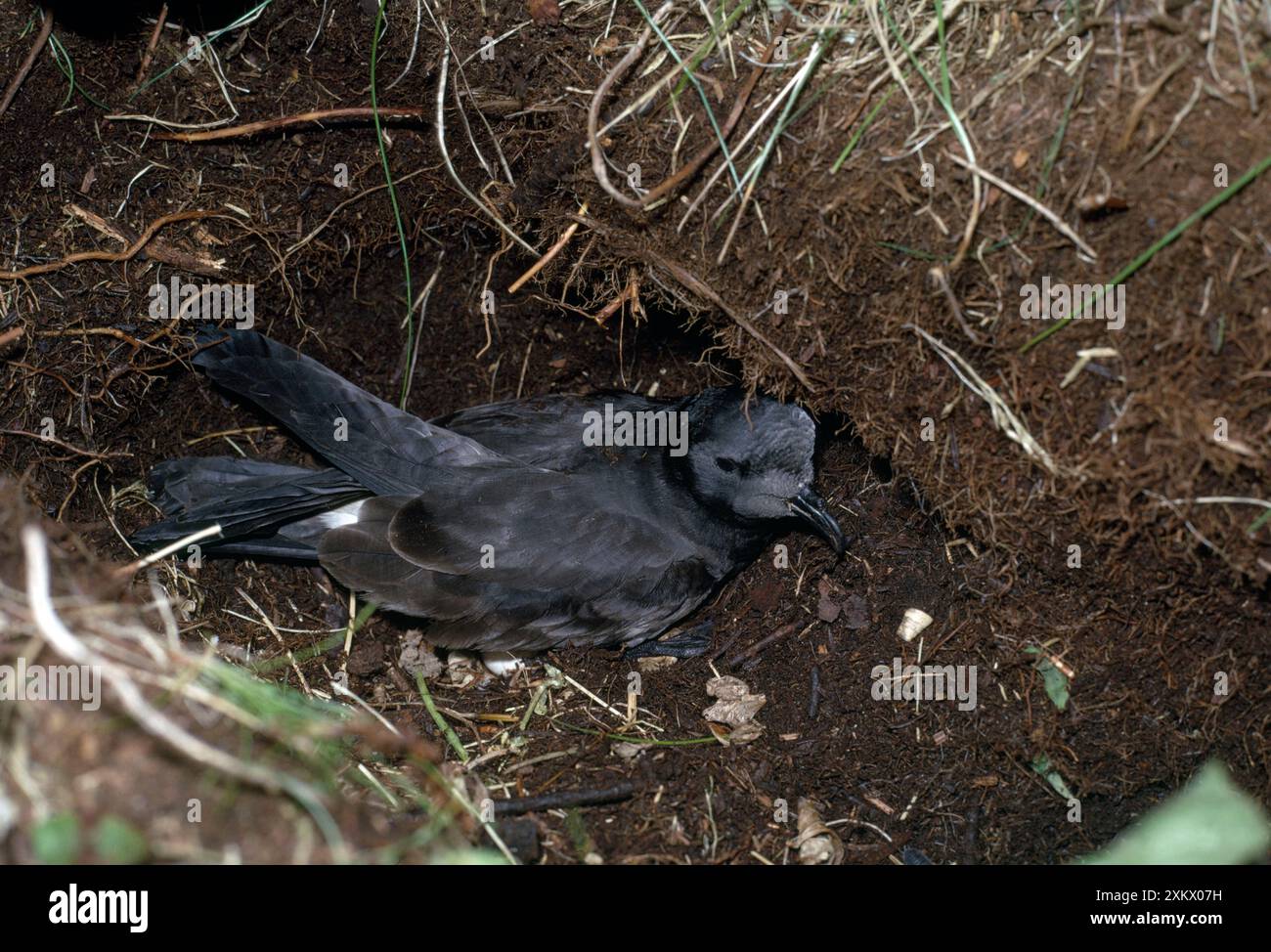 Leach's petrel hi-res stock photography and images - Alamy