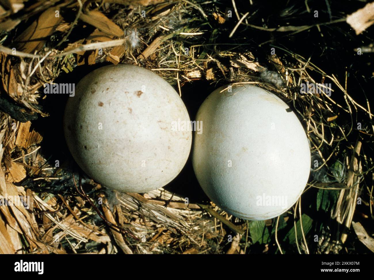 Golden Eagle - two eggs in nest Stock Photo - Alamy