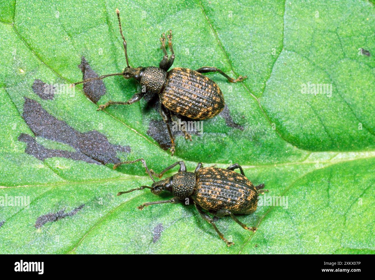 Vine Weevil - adults Stock Photo - Alamy