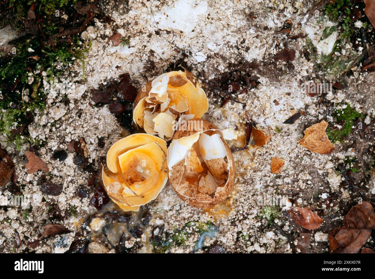 Ddt egg hi-res stock photography and images - Alamy