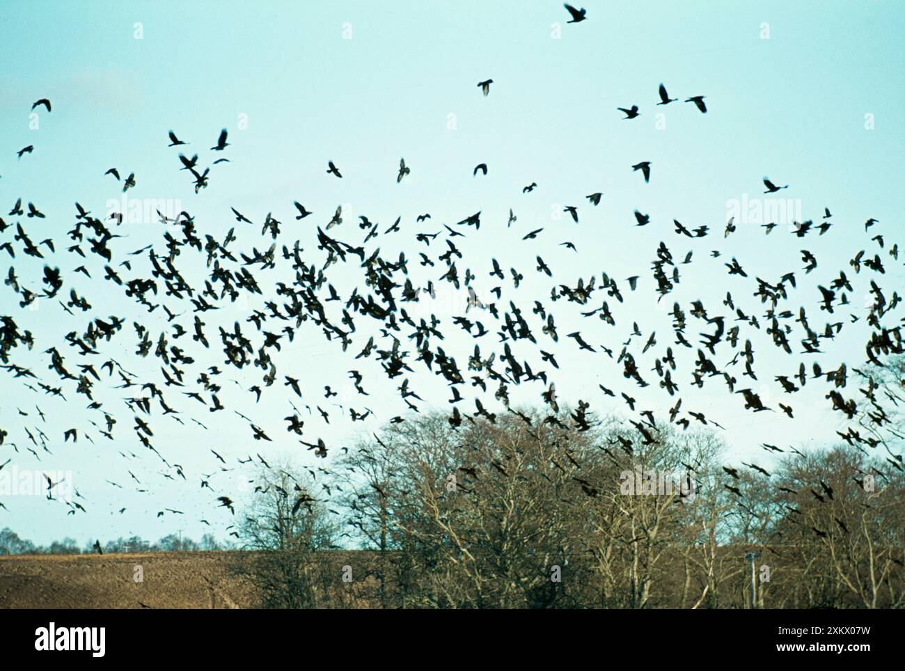 ROOK - Flock in flight over trees Stock Photo - Alamy