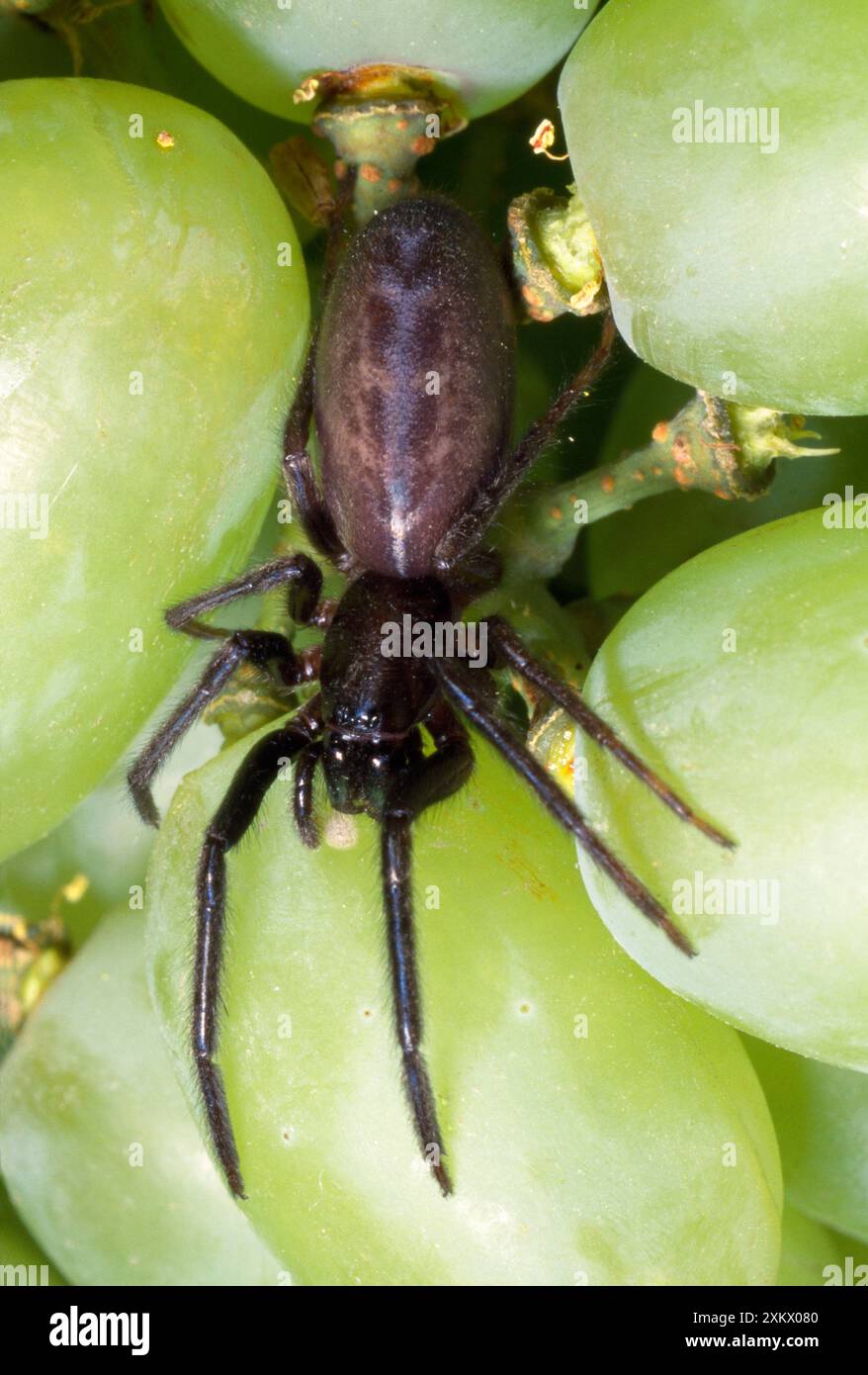 Spider - among grapes Stock Photo - Alamy