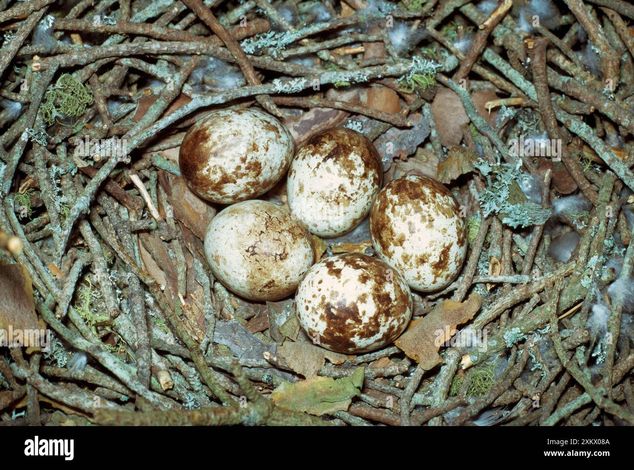 Sparrowhawk Eggs - in nest Stock Photo - Alamy