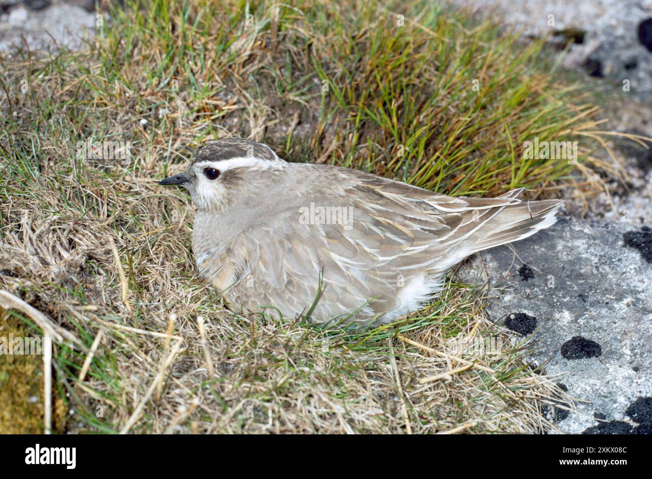 Wader with nest hi-res stock photography and images - Alamy