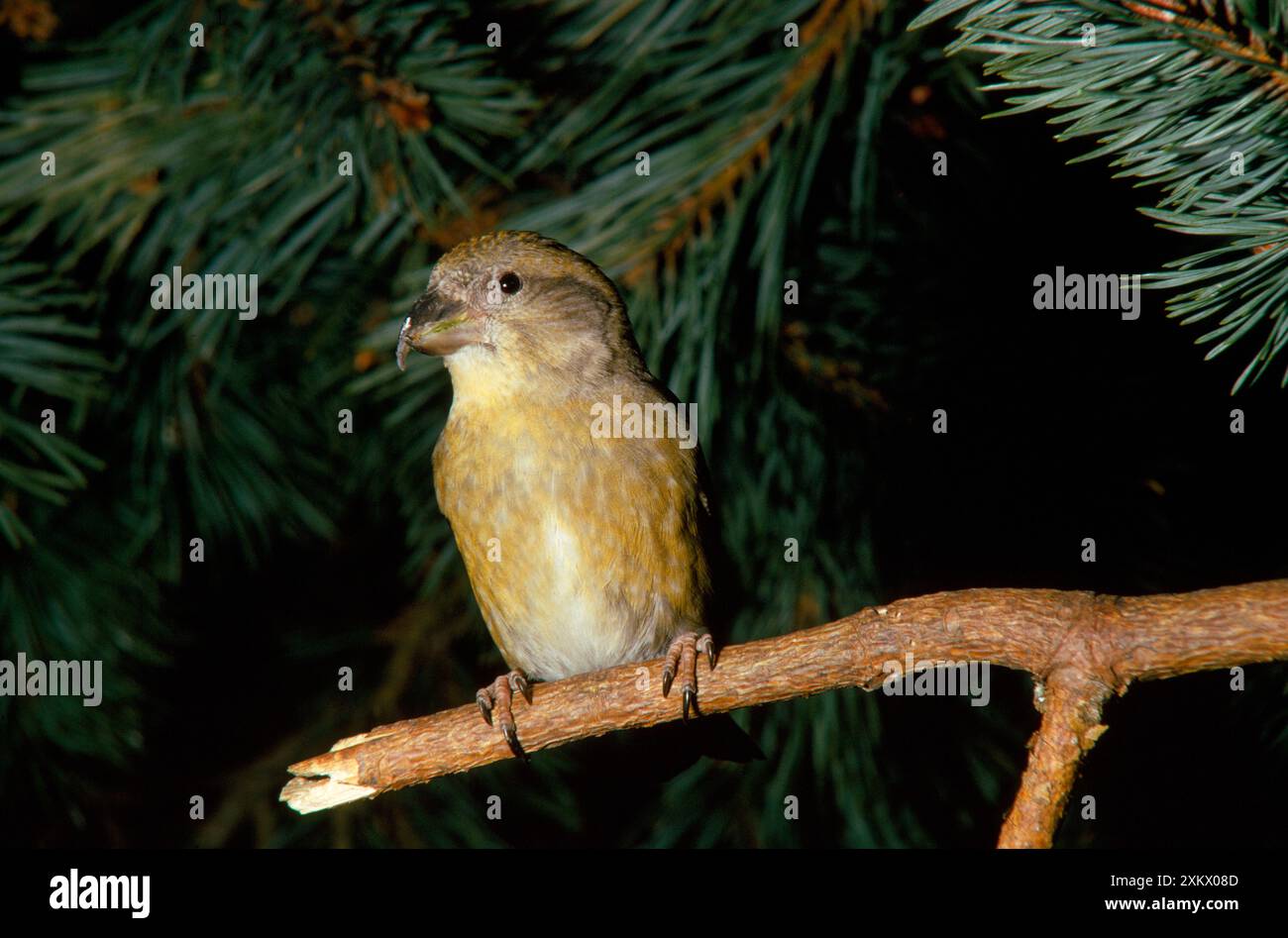 Crossbill scotland hi-res stock photography and images - Alamy