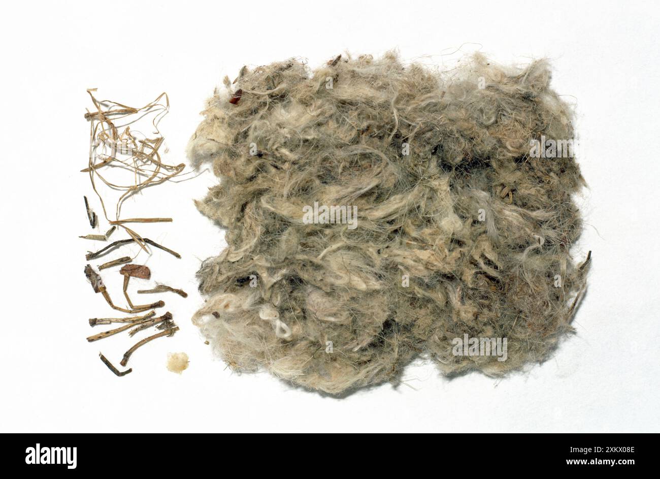 Raven - pellet contents Stock Photo - Alamy