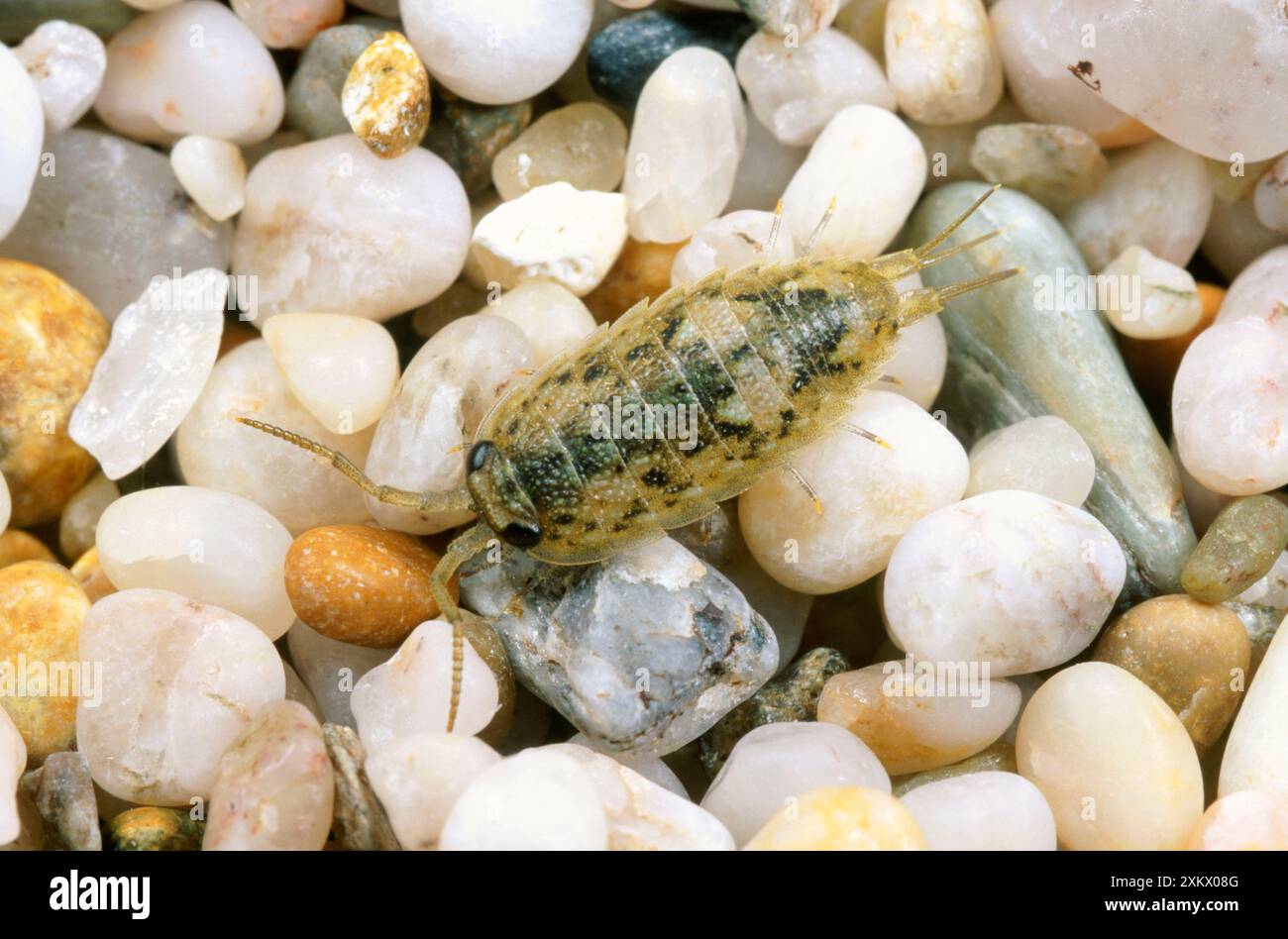 SEA SLATER - ON PEBBLES Stock Photo - Alamy