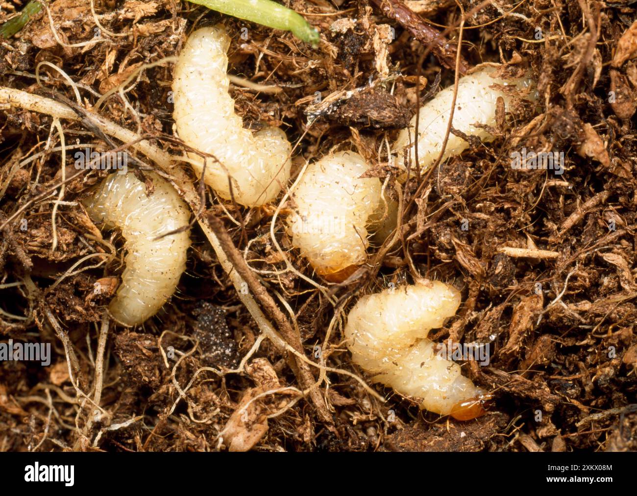VINE WEEVIL - FIVE LARVAE Stock Photo - Alamy