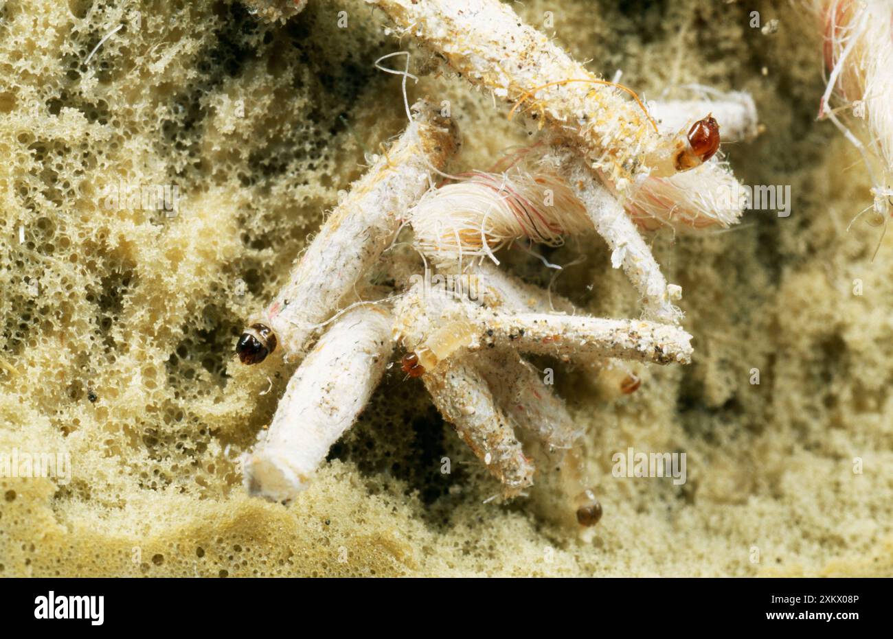 Cased Clothes Moth Larvae / caterpillar - Under Stock Photo - Alamy