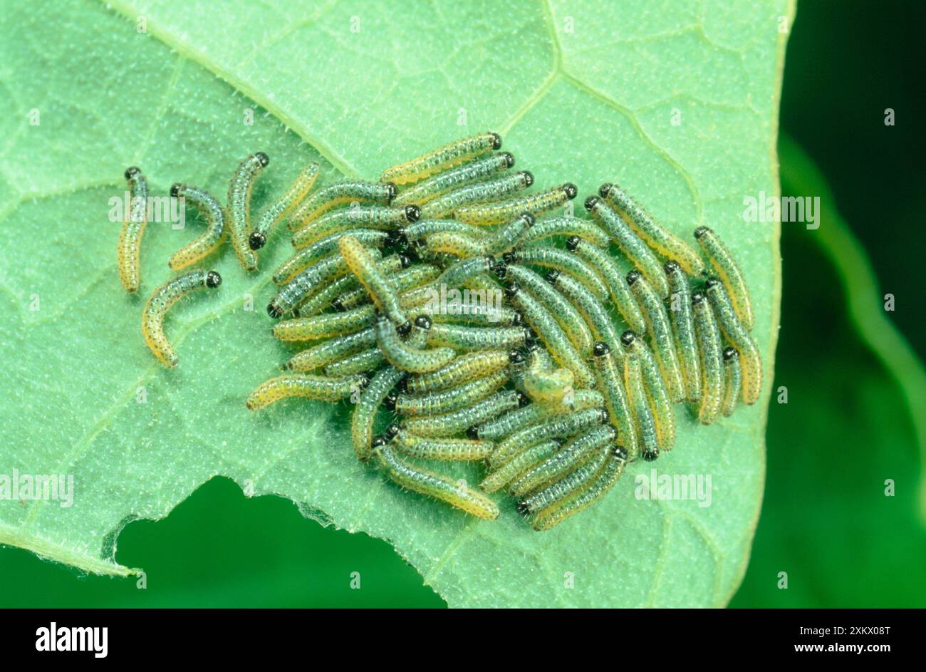 LARGE WHITE BUTTERFLY - LARVA / Caterpillar MASS Stock Photo - Alamy