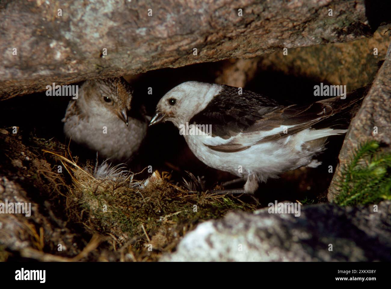 SNOW BUNTING - pair at nest with young Stock Photo - Alamy