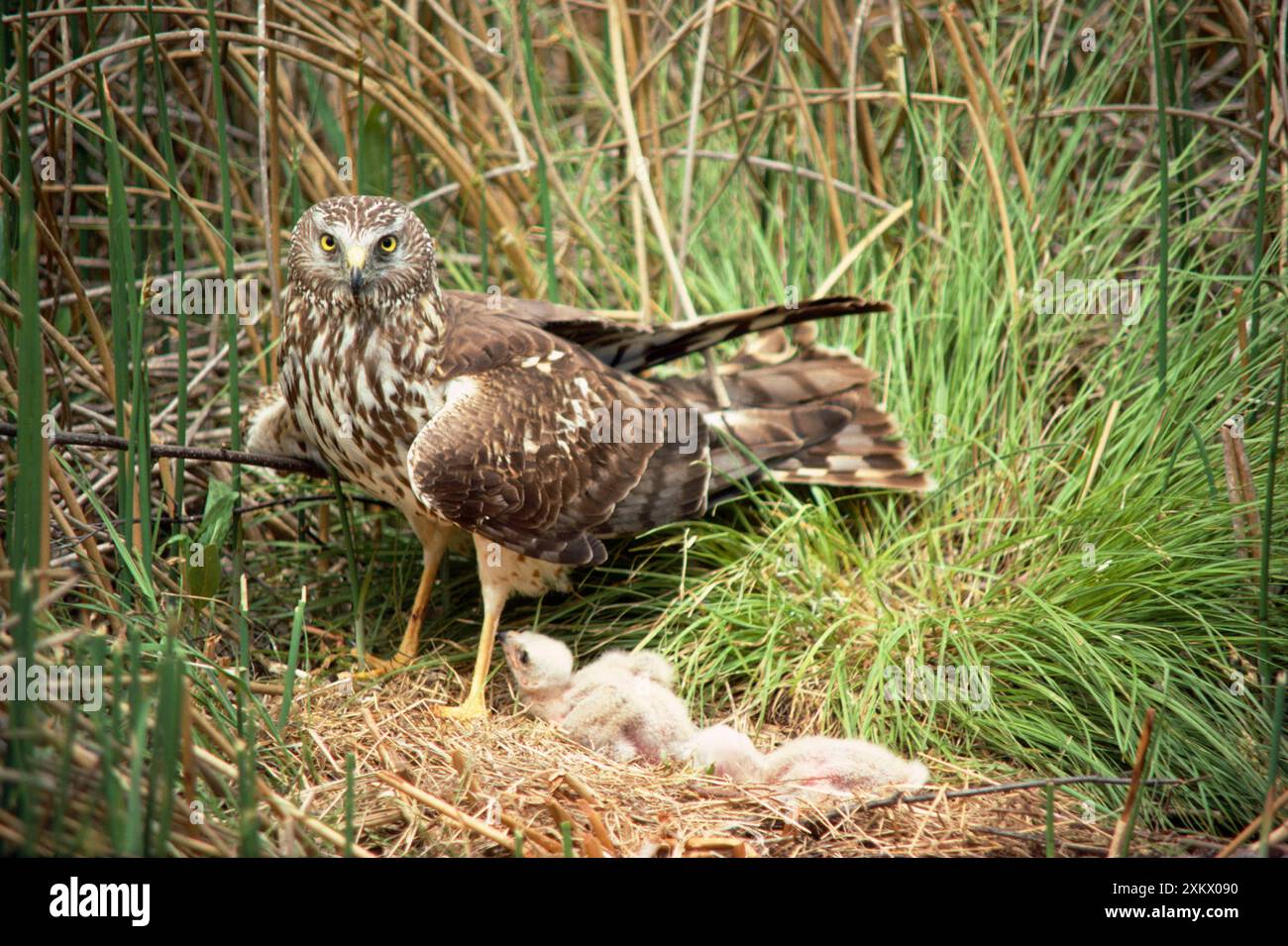 Hen Harrier - at nest with young Stock Photo - Alamy