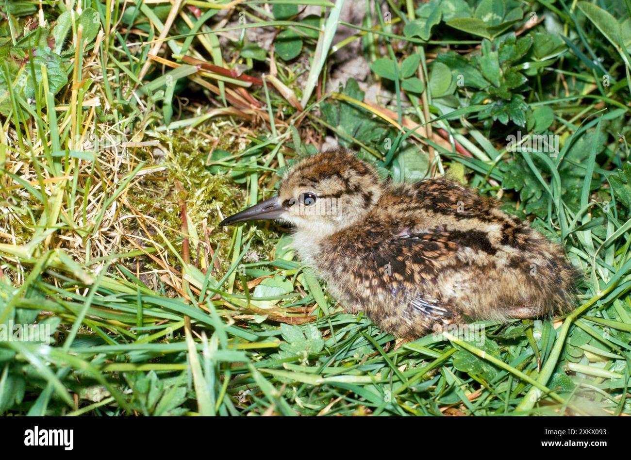 Common REDSHANK - CHICK IN NEST Stock Photo - Alamy