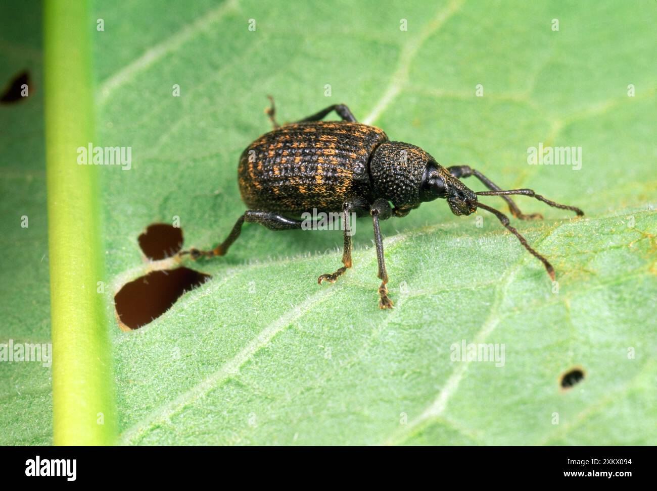 Vine weevils adult hi-res stock photography and images - Alamy