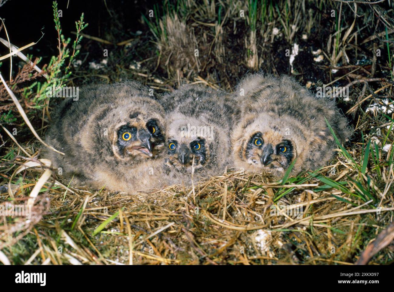 Short-eared Owl - young in nest Stock Photo - Alamy