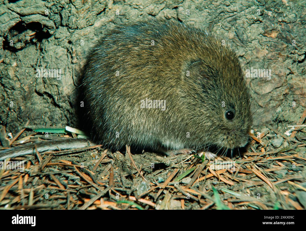Meadow voles hi-res stock photography and images - Alamy