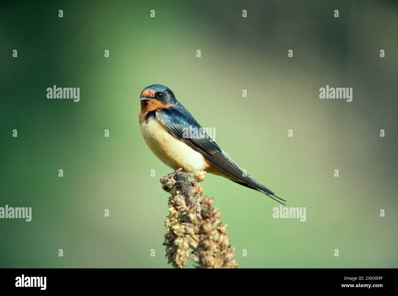 Common / Barn SWALLOW - on perch Stock Photo - Alamy