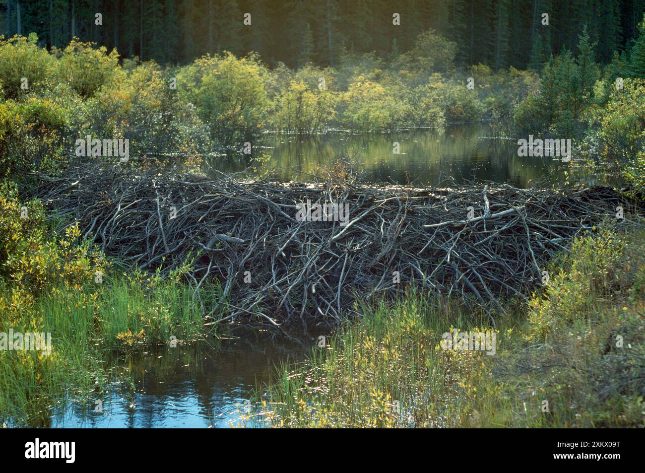 Beavers nest hi-res stock photography and images - Alamy