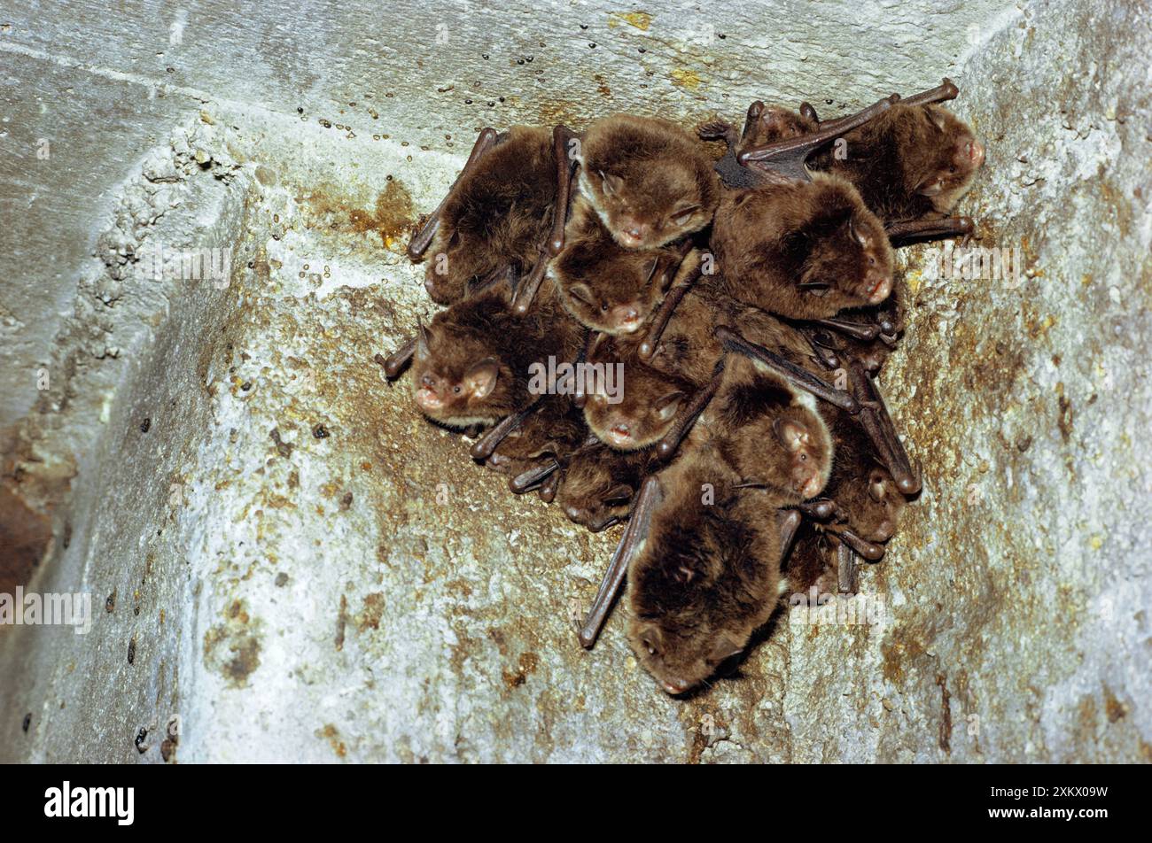 Myotis daubentonii nest hi-res stock photography and images - Alamy