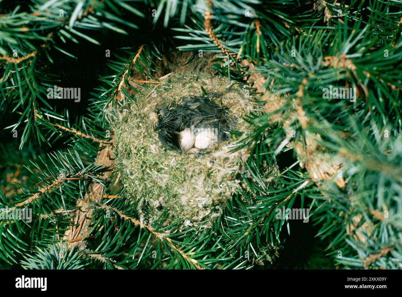 Goldcrest nest hi-res stock photography and images - Alamy