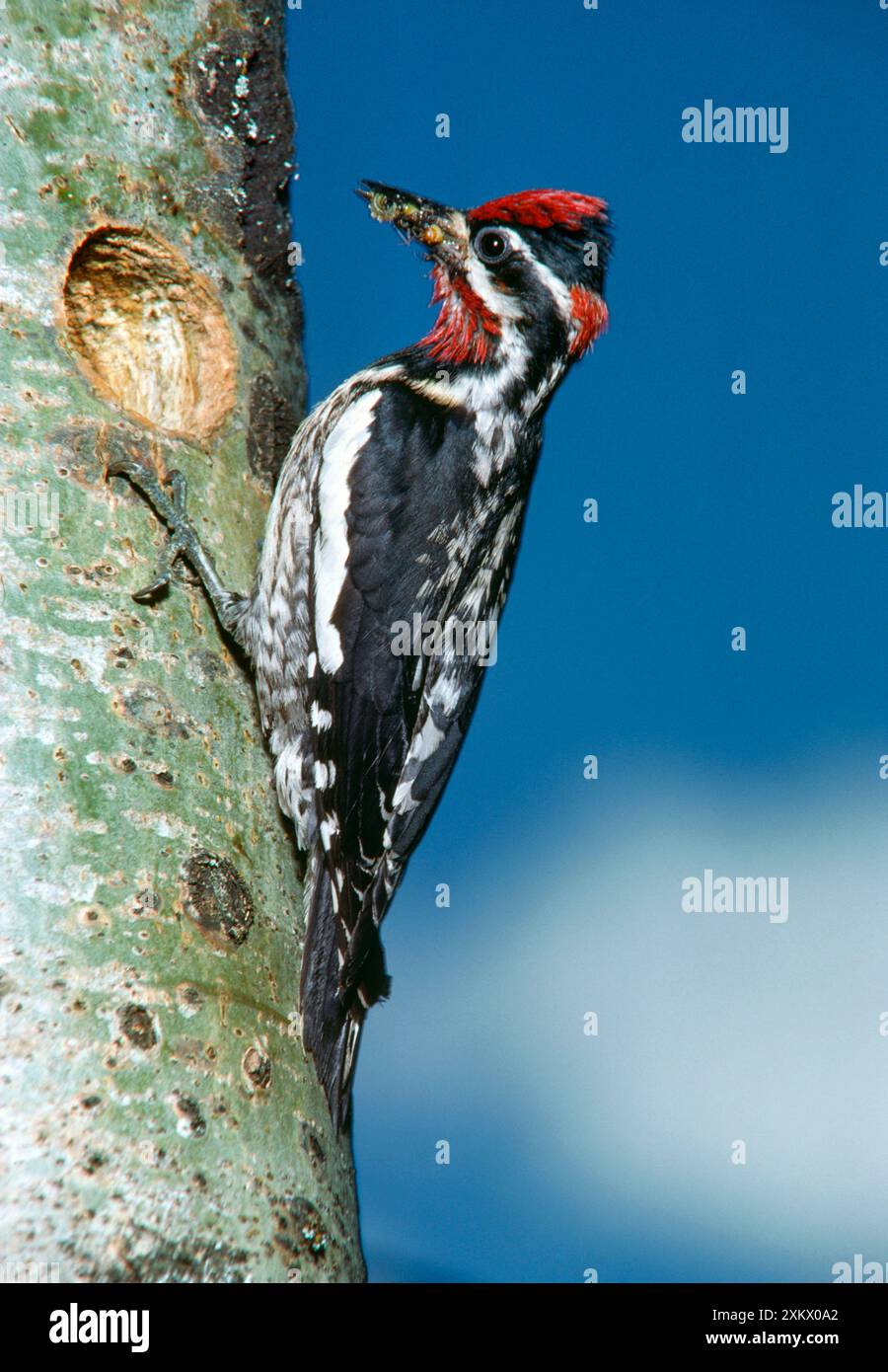Yellow bellied sapsuckers hi-res stock photography and images - Alamy