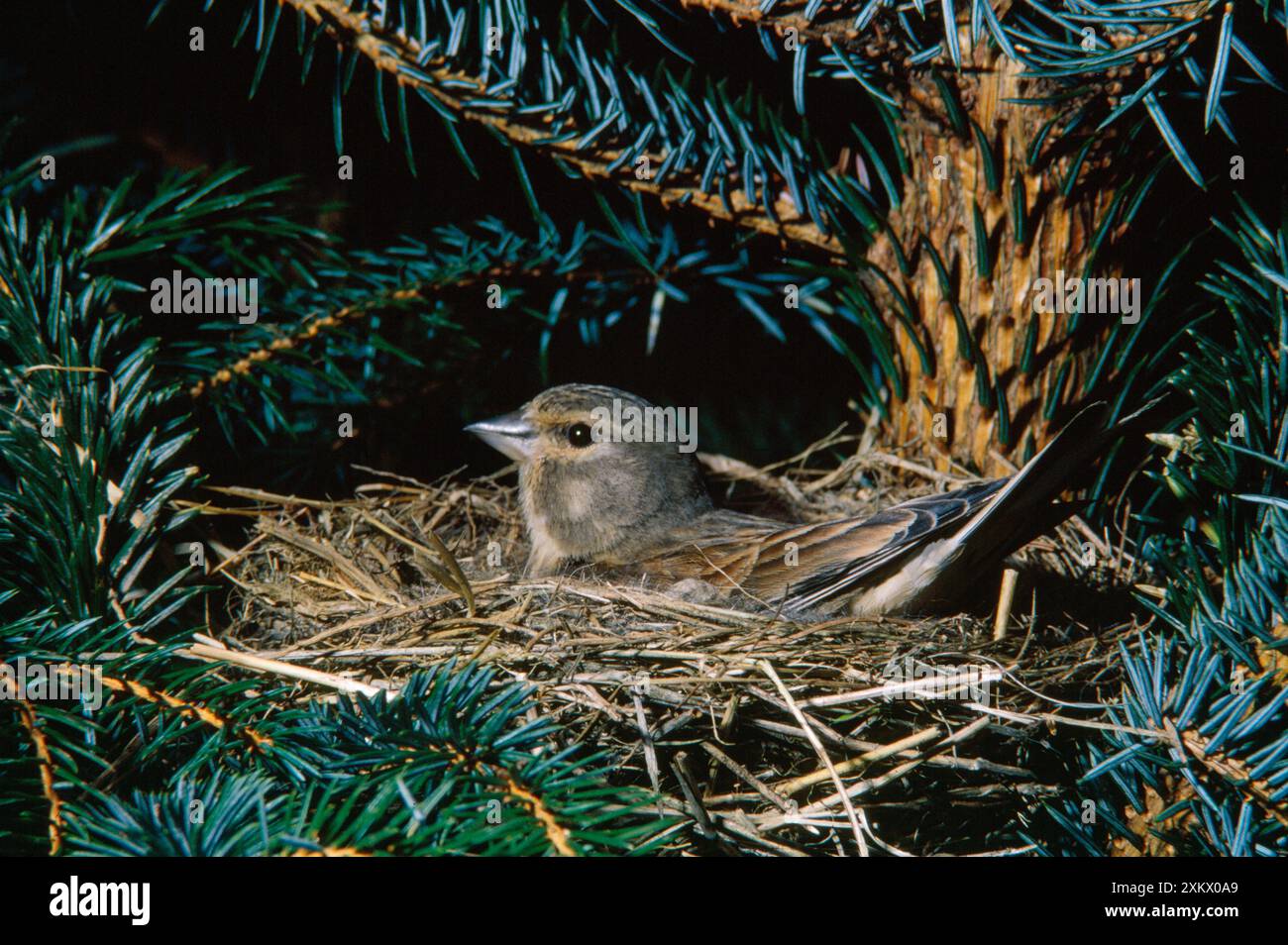 Twite - on nest Stock Photo - Alamy