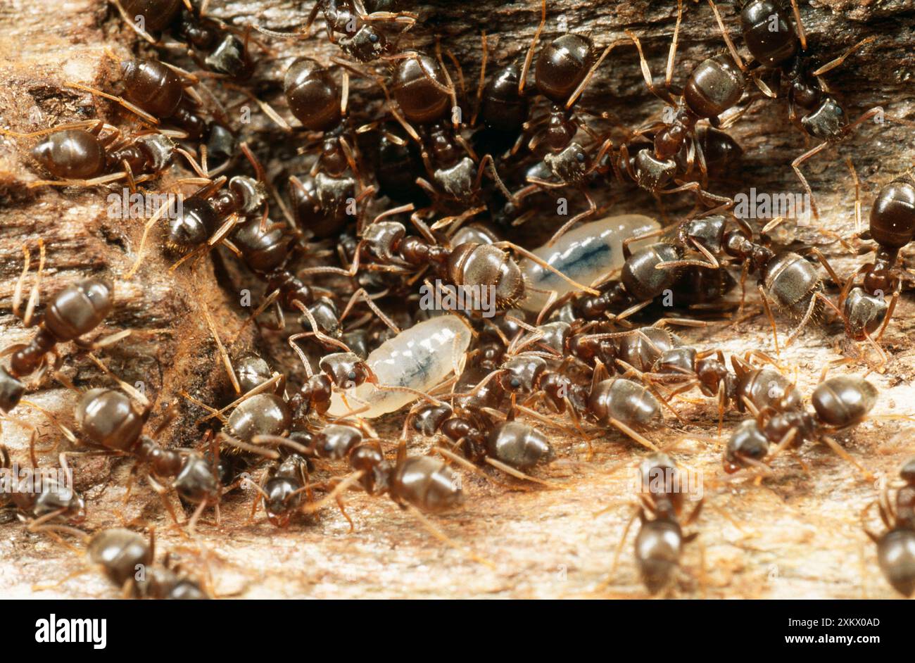 Black Garden Ant - Dragging larvae to safety Stock Photo - Alamy