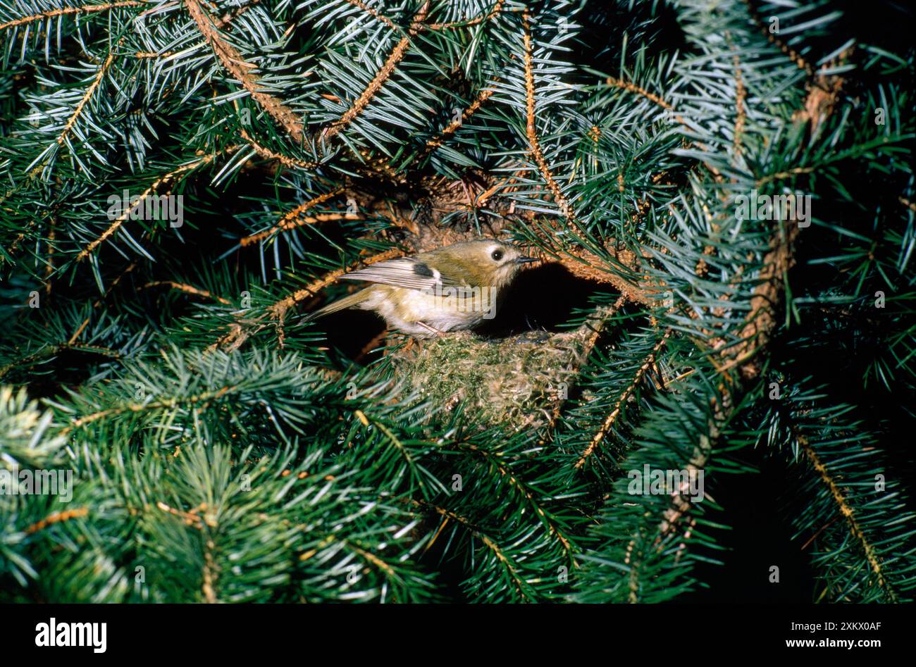 Goldcrest - at nest Stock Photo - Alamy