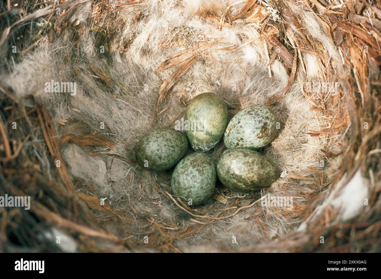 Carrion Crow - nest & eggs Stock Photo - Alamy