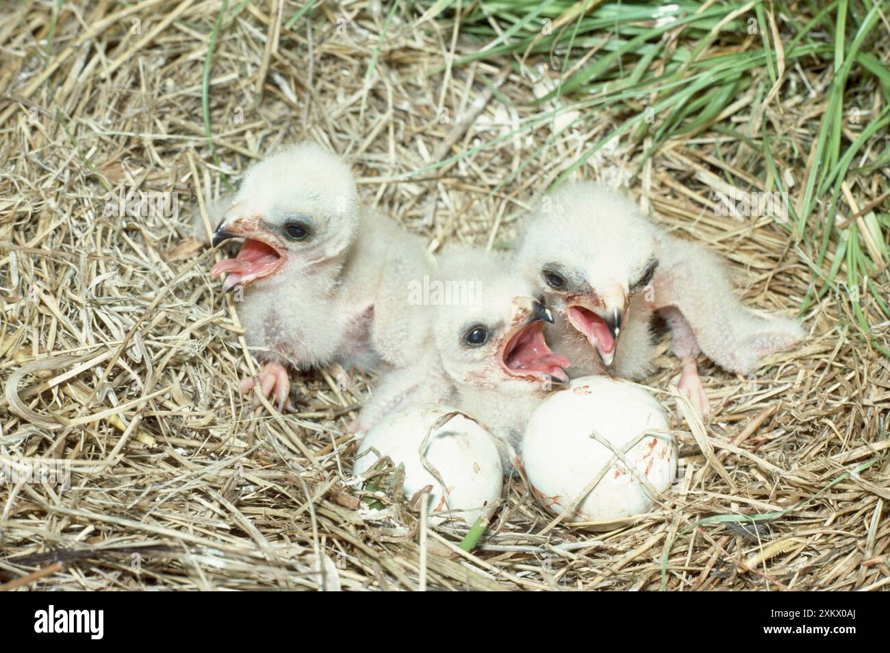 Hen harrier chicks hi-res stock photography and images - Alamy