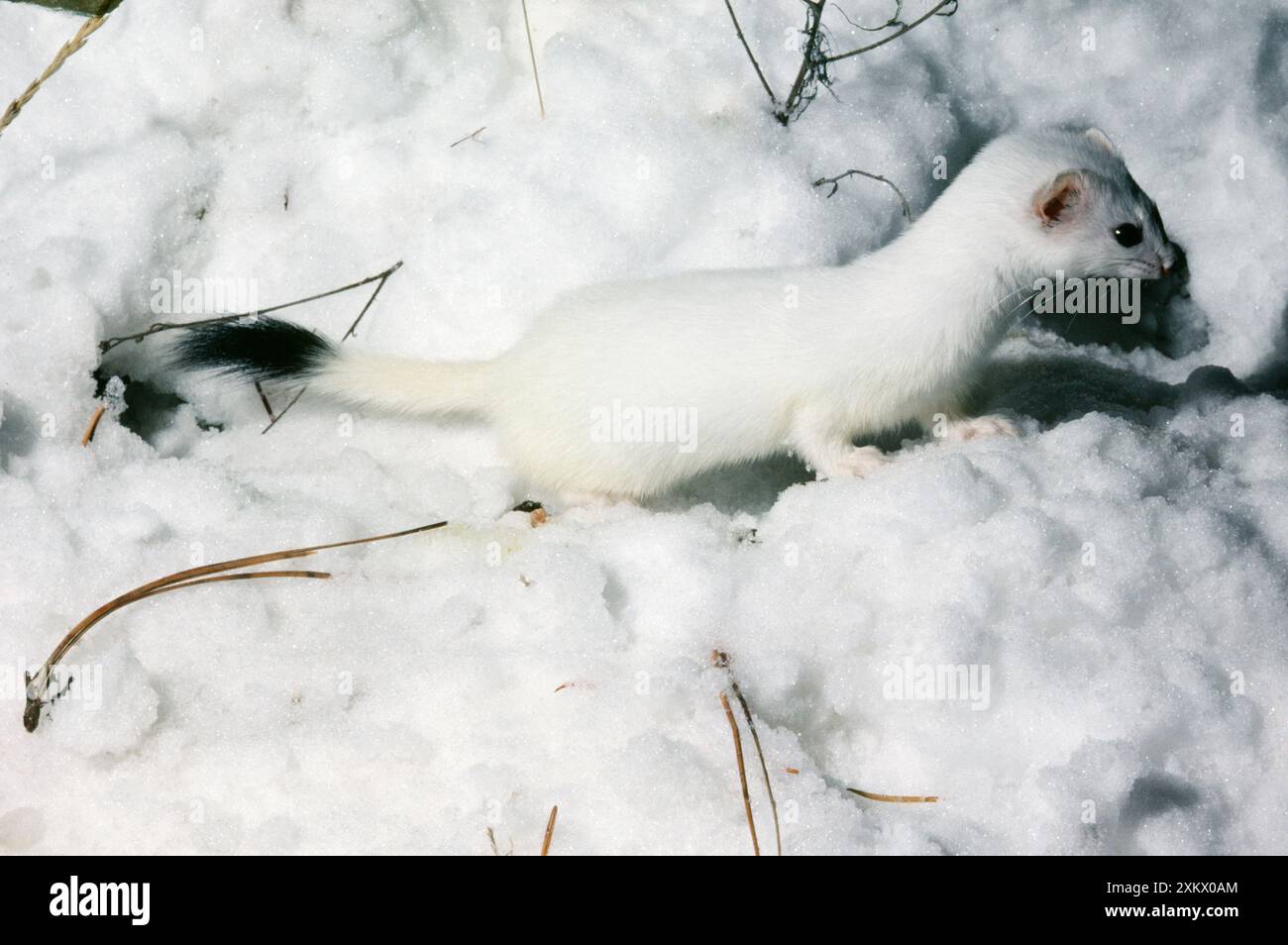 Ermine snow hi-res stock photography and images - Alamy