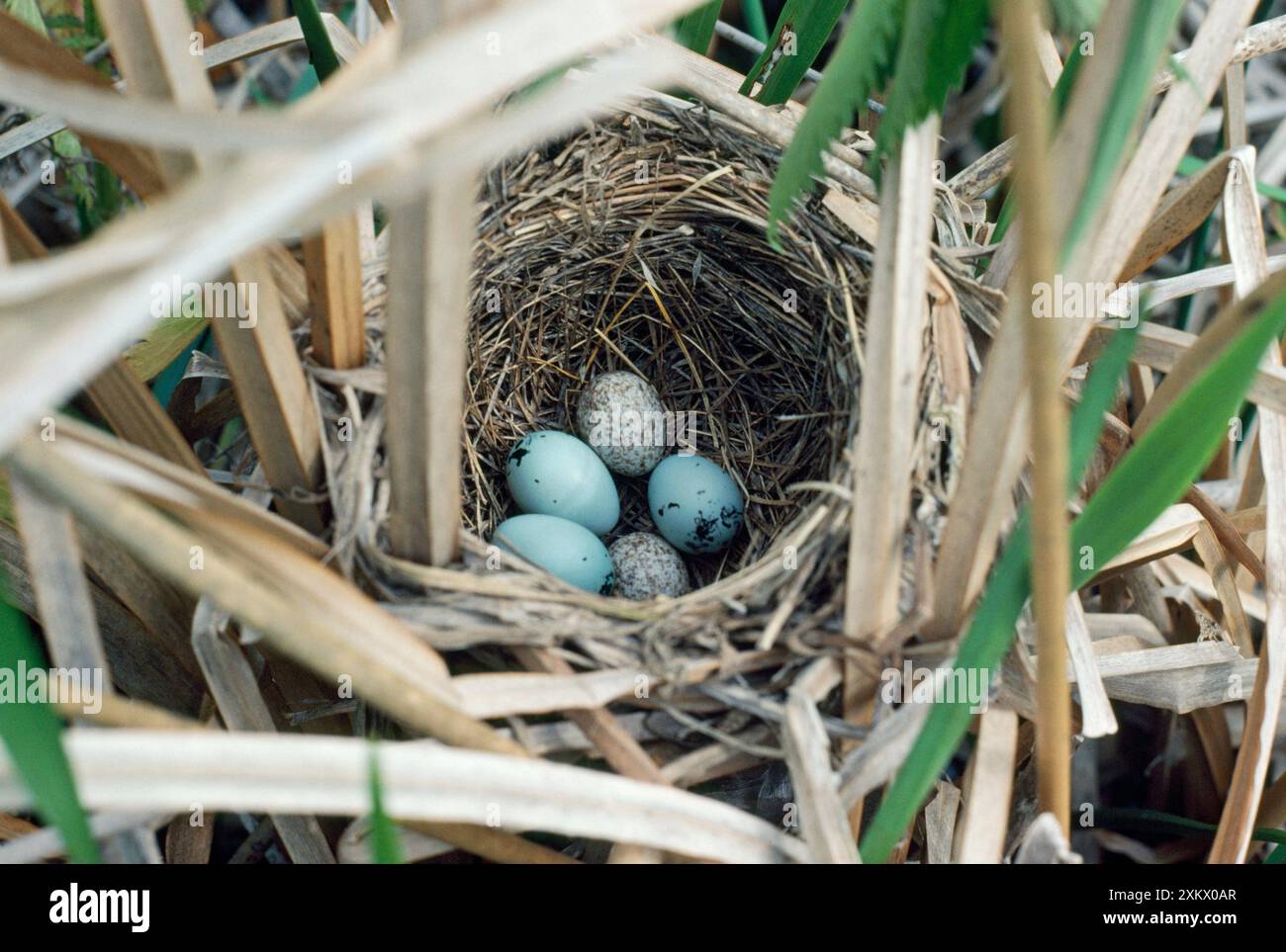 Brown-headed Cowbird - 2 eggs in Red-winged Blackbird's nest Stock ...