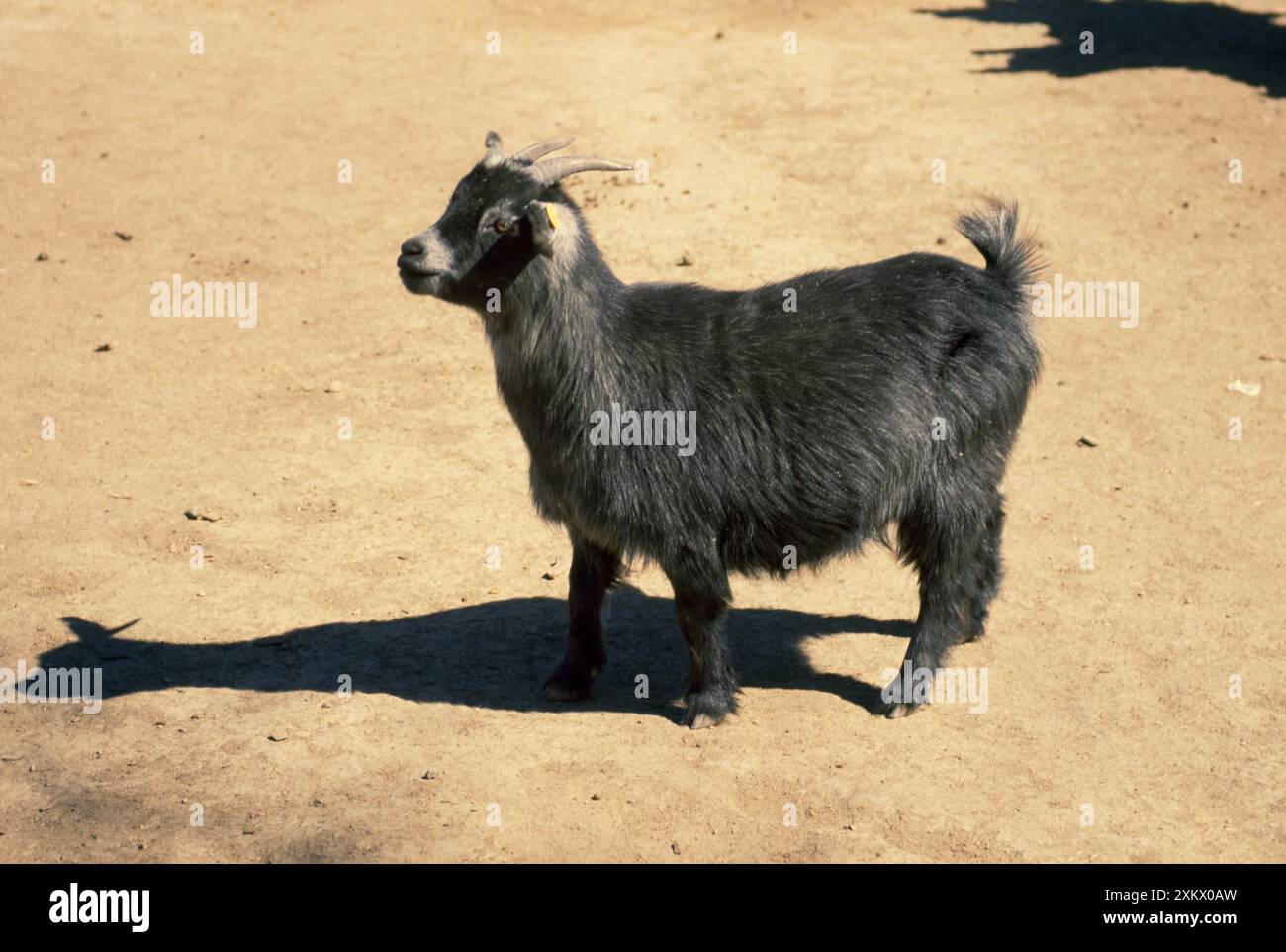 West african dwarf goat hi-res stock photography and images - Alamy