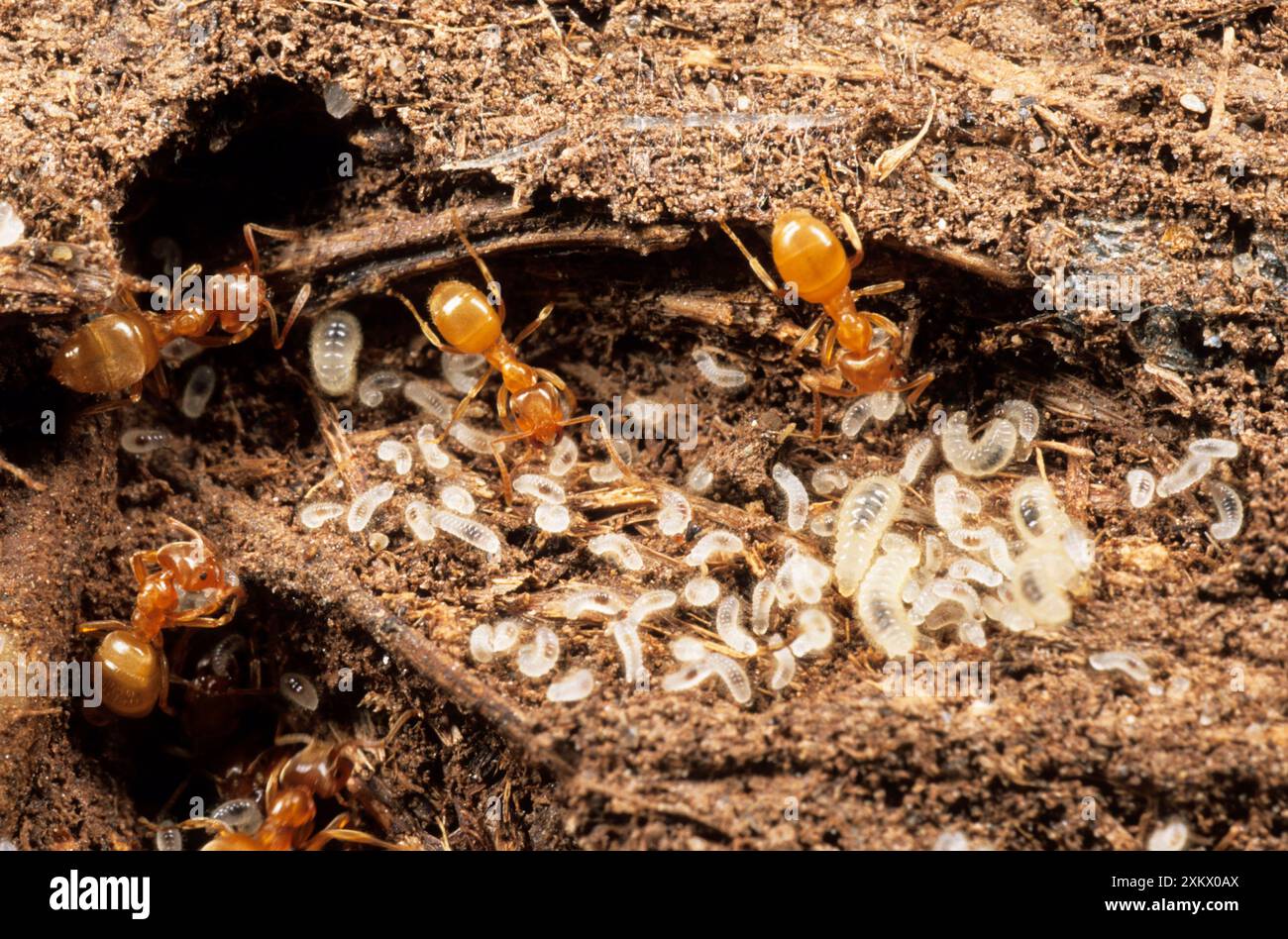 Adult ants with young ants hi-res stock photography and images - Alamy