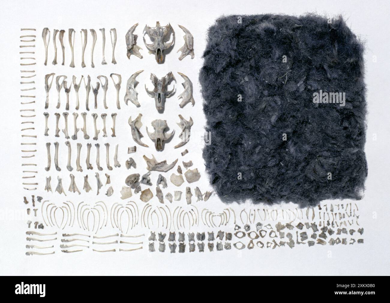 Long-Eared Owl - Pellet analysis Stock Photo - Alamy