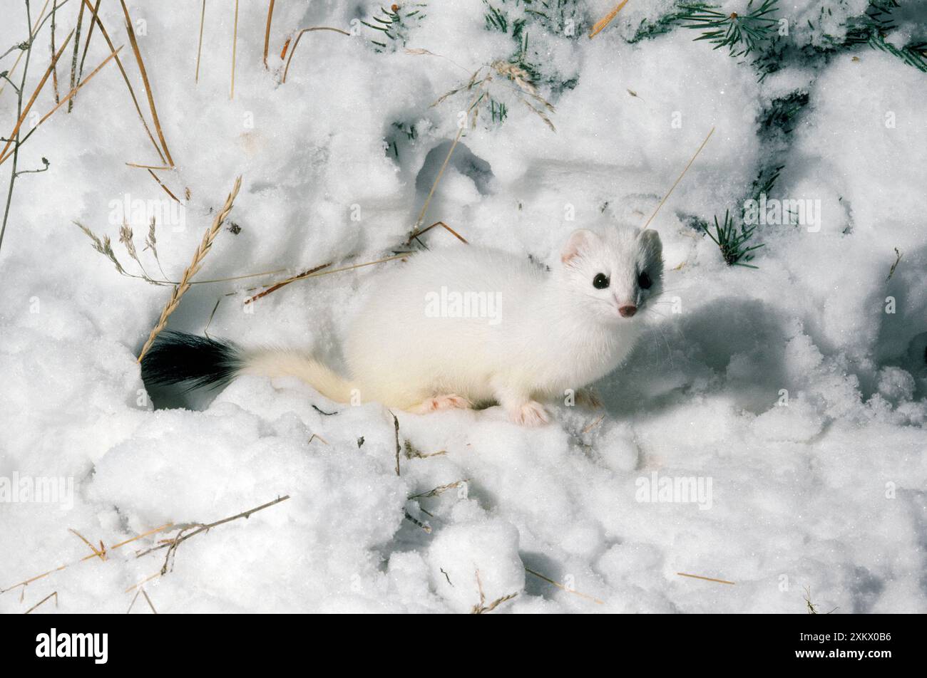 STOAT / Ermine / Short-tailed weasel - in snow Stock Photo - Alamy