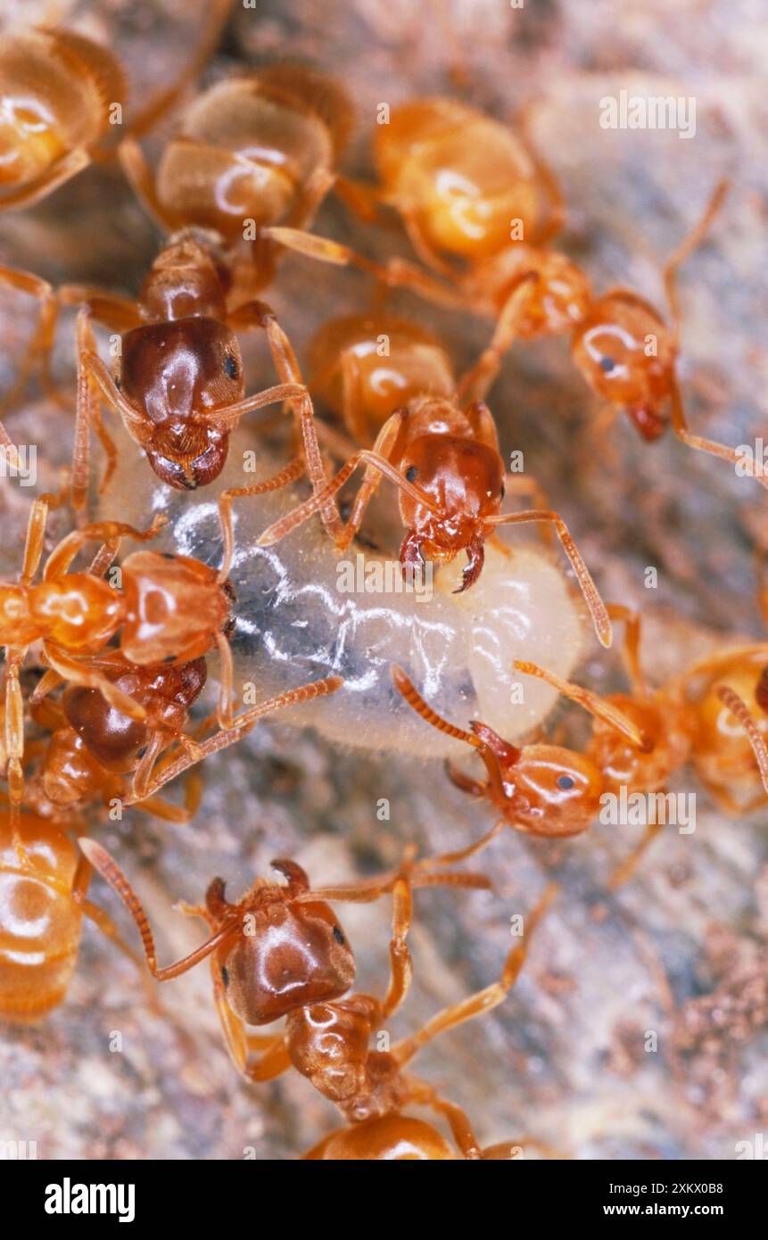 YELLOW MEADOW ANTS - tending larvae Stock Photo - Alamy