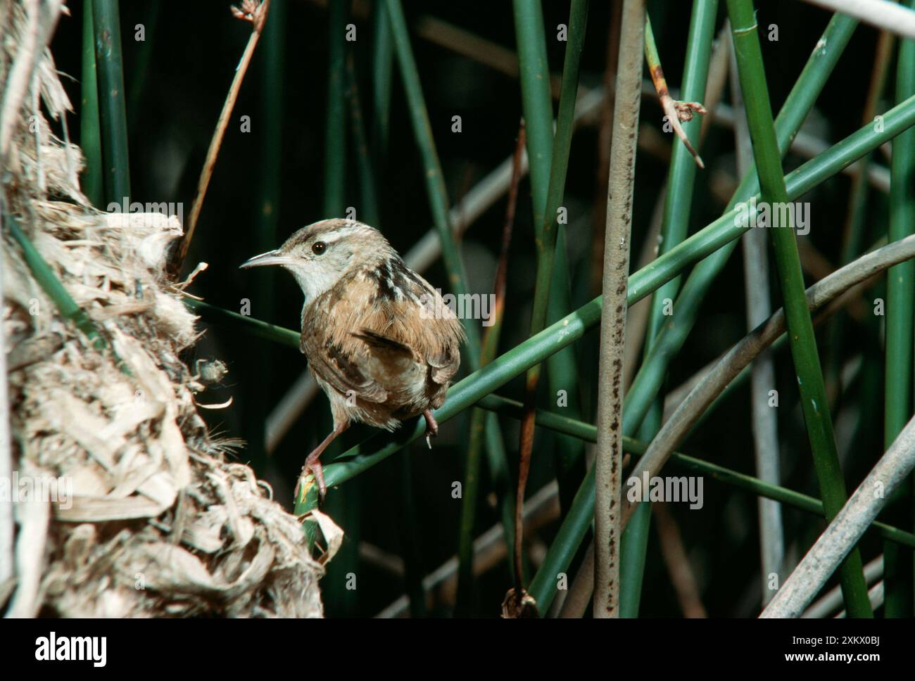 American wren hi-res stock photography and images - Alamy