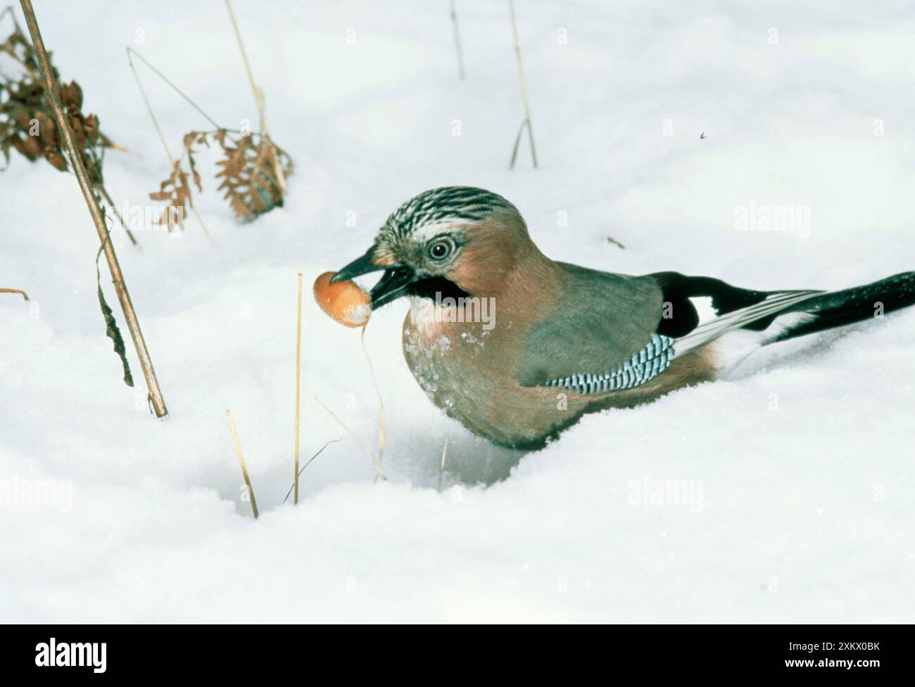 Acorn eating birds hi-res stock photography and images - Alamy