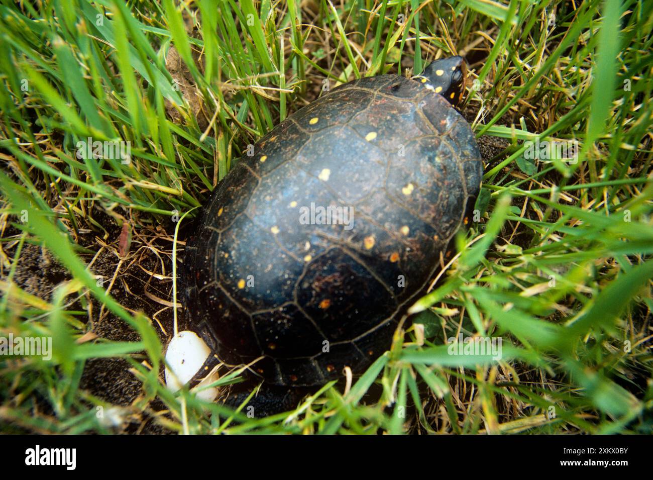 Spotted Turtle - female laying eggs Stock Photo - Alamy