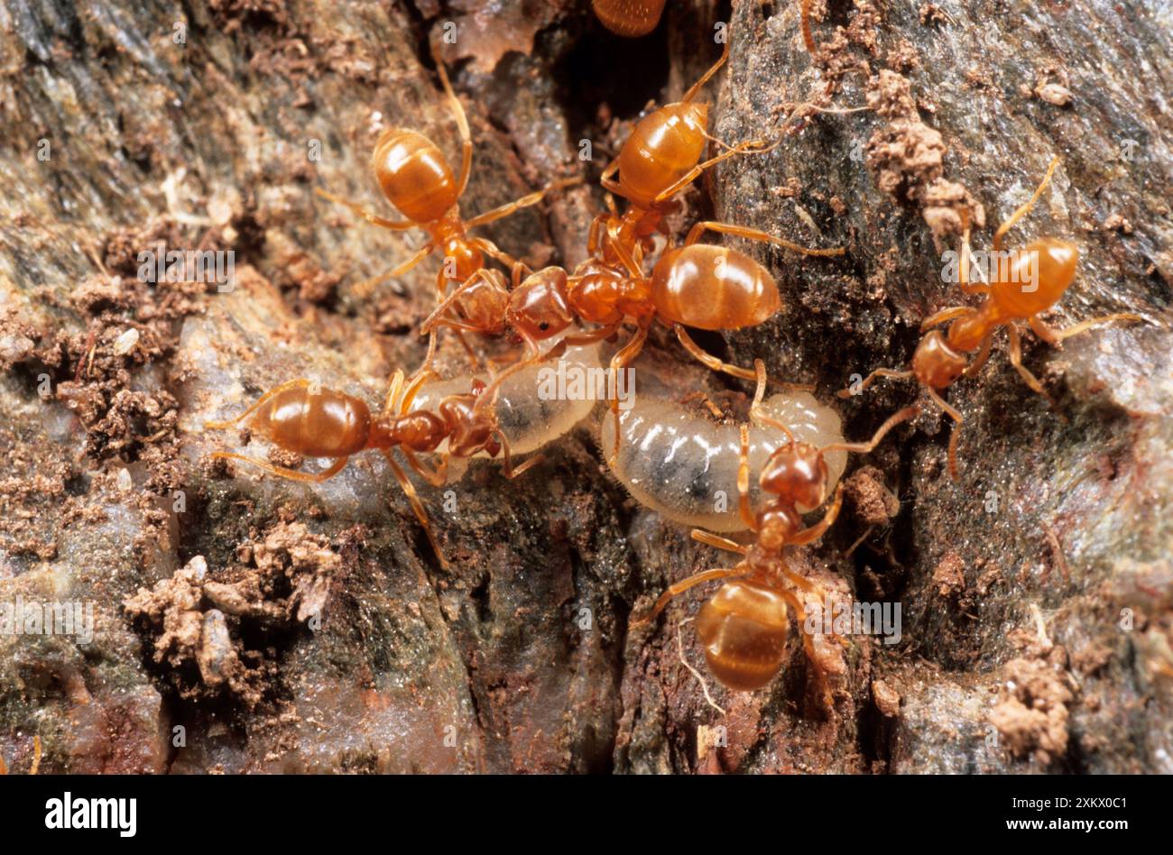 Ants carrying larvae hi-res stock photography and images - Alamy