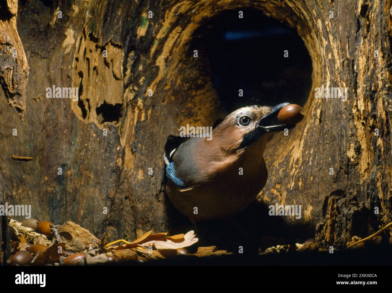 Hollow tree hi-res stock photography and images - Alamy