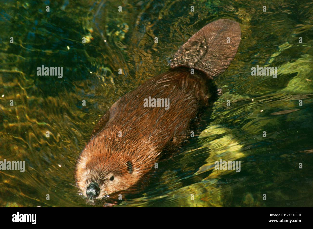 Beaver - swimming Stock Photo - Alamy