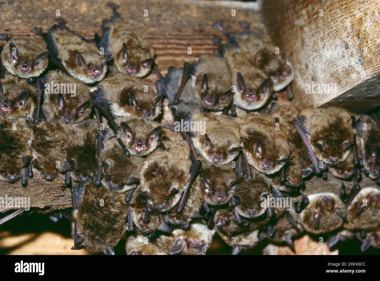 Colonies of bats hi-res stock photography and images - Alamy