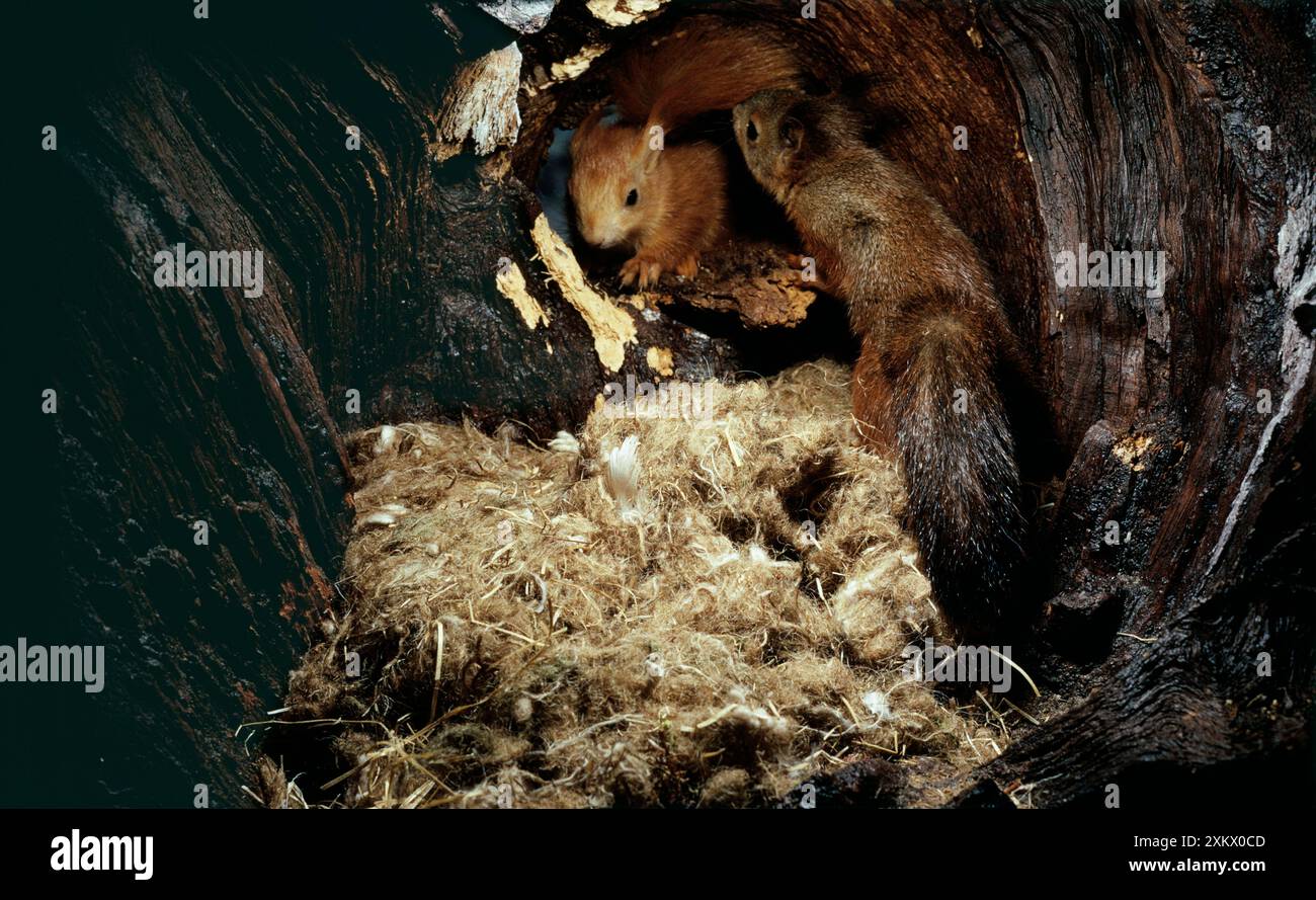 Red squirrel in hole tree hi-res stock photography and images - Alamy