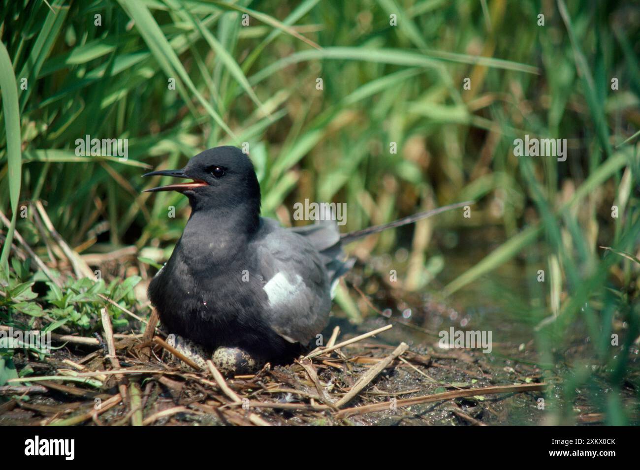 Birds nest female incubating eggs hi-res stock photography and images ...