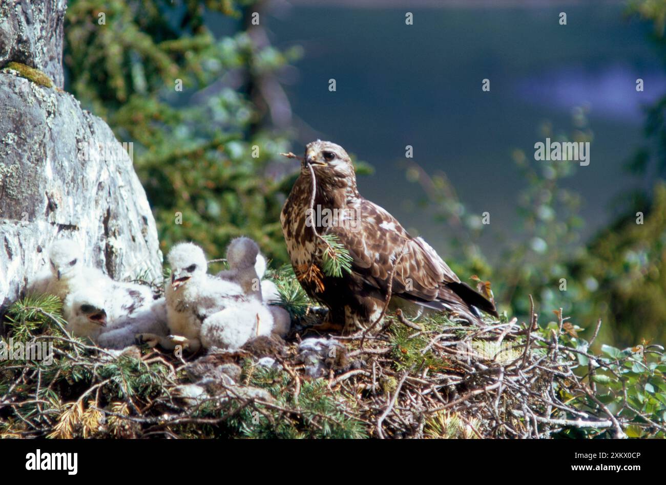 Rough Legged Buzzard - on nest ledge with young Stock Photo - Alamy