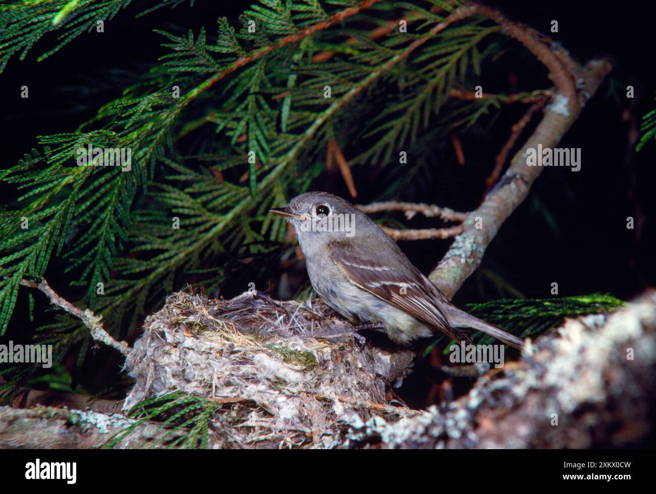 American flycatcher hi-res stock photography and images - Alamy